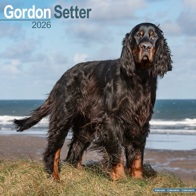 Gordon Setter Calendar 2026 Square Dog Breed Wall Calendar - 16 Month ...